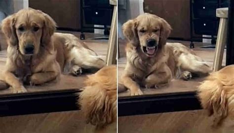 거울에 비친 자기 모습 단단히 마음에 들지 않았던 골든 리트리버의 생각지 못한 반전 반응