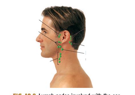 Lymph Nodes Involved With The Ear Diagram Quizlet