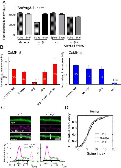 Inverse Synaptic Tagging Of Inactive Synapses Via Dynamic Interaction Of Arc Arg3 1 With Camkiiβ