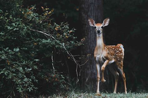 How To Reduce The Risk Of Striking A Deer While Riding A Motorcycle