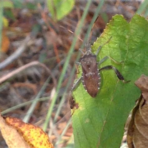 Leaf Footed Pine Seed Bug Project Noah
