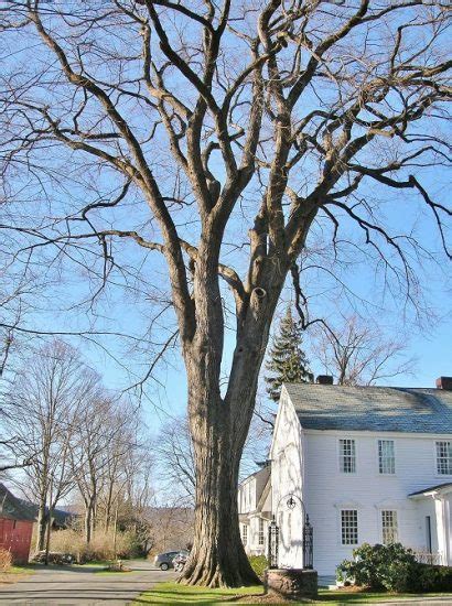 Best Types Of Elm Trees Elm Tree Identification Guide