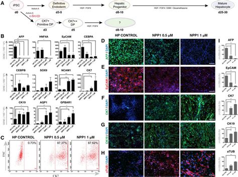 Inhibition Of Src Kinase Activity During Endodermal Commitment Of Human