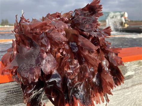 Acadian Seaplus Unveils Cultivated Dulse For Health Products