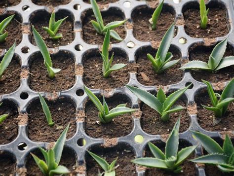 How To Easily Propagate Agave