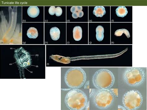 Ppt Figure 321 The Widely Used Rtk Signal Transduction Pathway