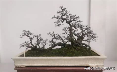 盆景创作的三个层次，很多人还不知道 知乎