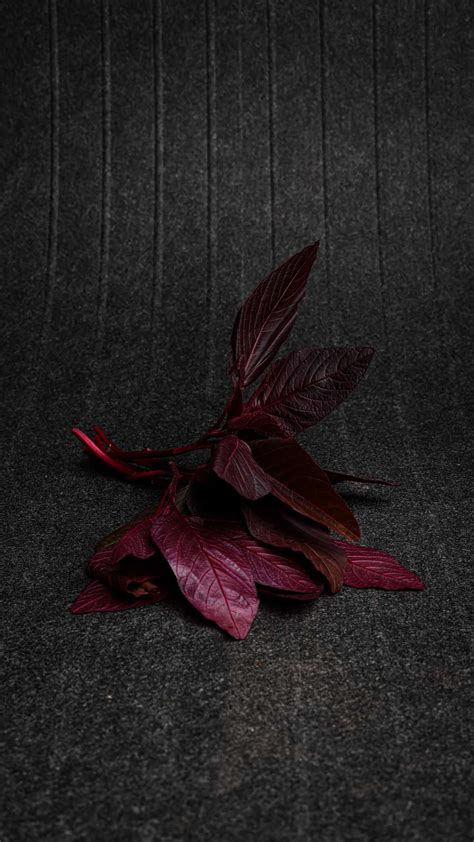 Red Amaranthus Red Amaranthus