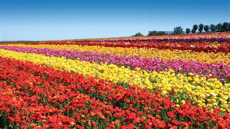 Carlsbad Flower Fields Instagram Ready For The Season