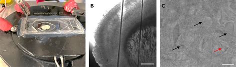 Cell Press Star Protocols