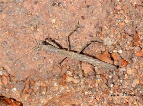 Ground Mantid Project Noah