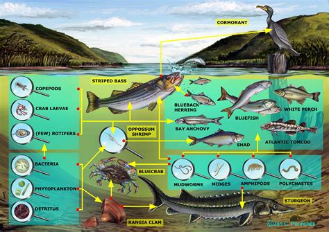 Freshwater Biome Food Chain At Sally Esterly Blog