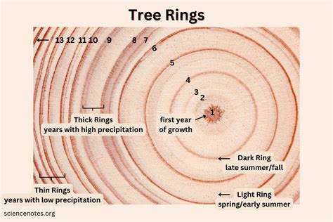 What Do Tree Rings Tell You At Ernest Prather Blog