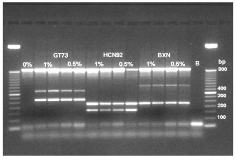 The Effect Of Multiplexing Of Five Primer Pairs On Pcr Amplification Of Download Scientific