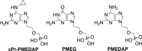 Structures Of Acyclic Nucleoside Phosphonates Cpr Pmedap Pmeg And