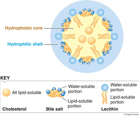 Micelle Diagram Quizlet