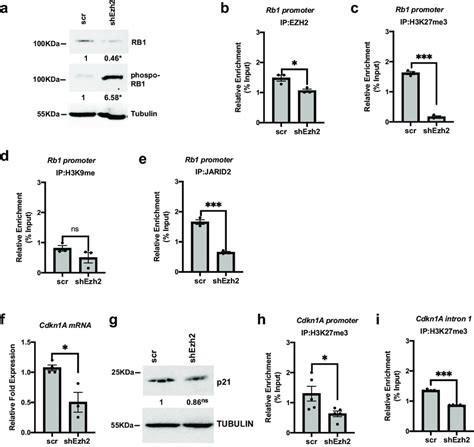 Negative Cell Cycle Regulators Are Also Directly Regulated By The Prc2 Download Scientific