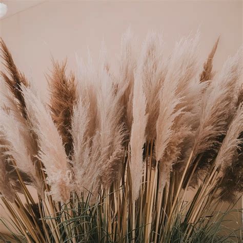 Beautiful Shades Of Neutral Pampas Grass And Reeds Makes For An