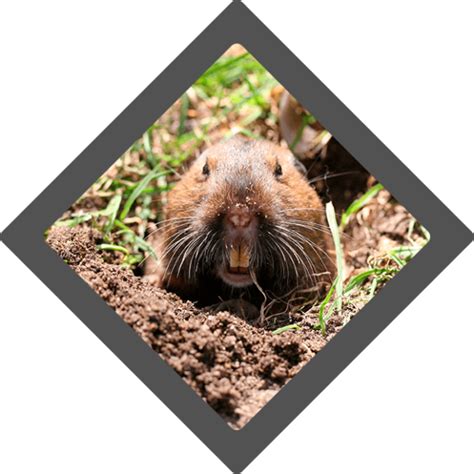 Top Rated Gopher Control Services At Gopher Guy Arizona