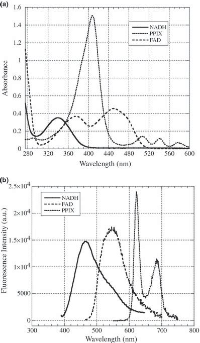 Absorption Spectra Of Biologic Fluorophores Nadh Fad And