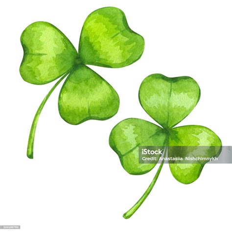 성 패트릭의 날을 위한 수채화 녹색 토끼풀 잎 세 잎 클로버는 행운을 상징합니다 손으로 그린 그림 고립 된 배경 즐거운 3월 17일 보내세요 엽서 로고 초대장에 딱 맞습니다