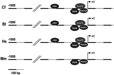Schematic Representation Of Transcription Factors Binding Sites Download Scientific Diagram