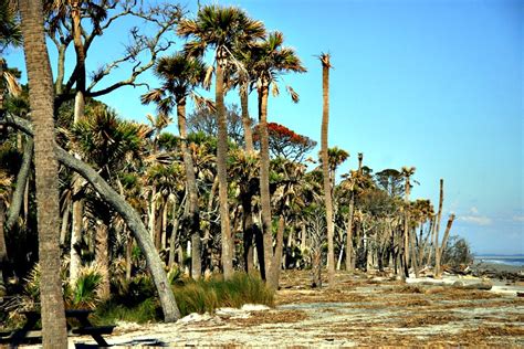 Explore The Lowcountry At Hunting Island State Park Rving With Rex