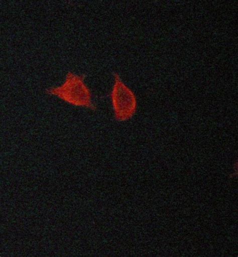 Invitrogen Lc3a Lc3b Polyclonal Antibody 100 μl Unconjugated