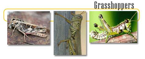 Grasshoppers Info And Games