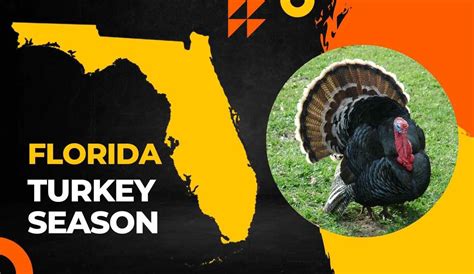 Florida Turkey Season 2025 2026 Latest Hunting Dates Licenses And Rules