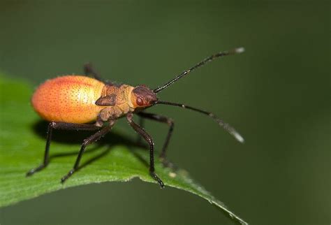 Unknown Hemiptera Bug Instar Tambopata