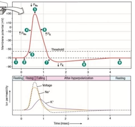 Action Potential Flashcards Quizlet