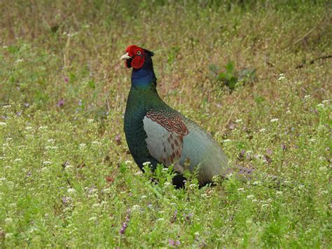 キジ 流山野鳥同好会