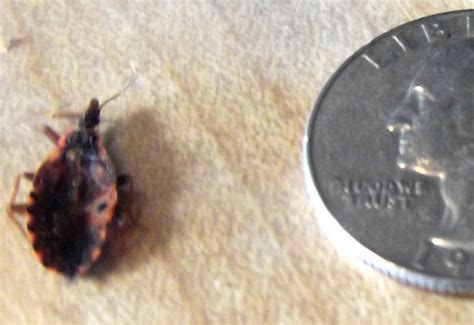 Kissing Bug Bites Girl On Face What S That Bug