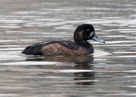 Duck Wing Identification