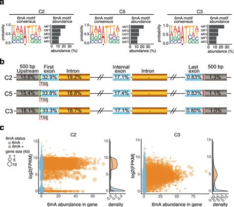 Characterization Of 6ma In R Irregularis Isolates A 6ma Consensus