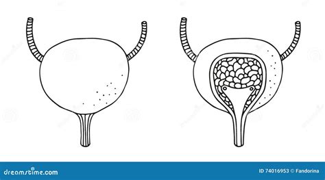 Bladder Anatomy Illustration Set Section Stock Vector Illustration