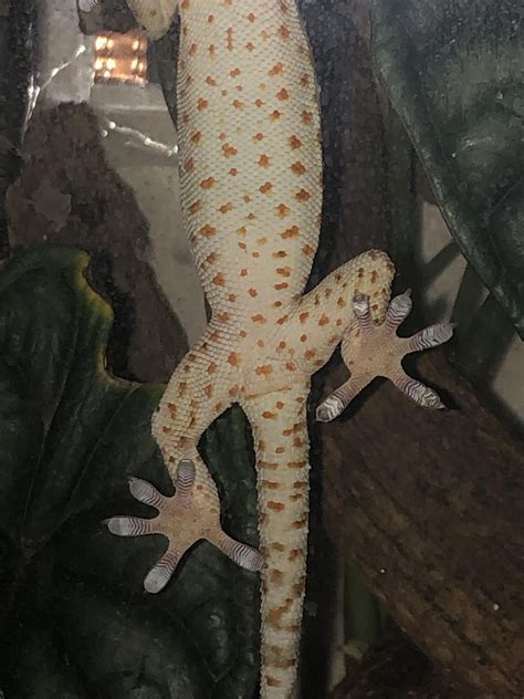 What Sex Is My Gecko Rtokaygeckos
