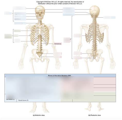 Anatomy Axial Skeleton Diagram Quizlet