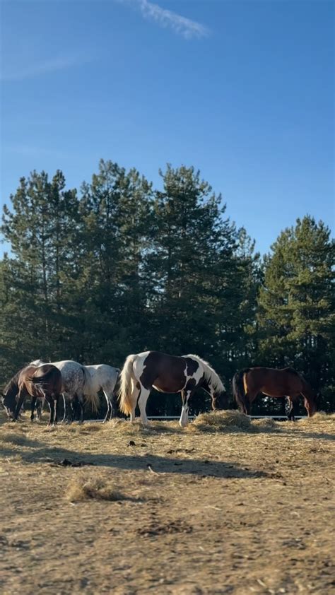 Loven Dom Berovo Lovendom Berovo • Instagram Photos And Videos