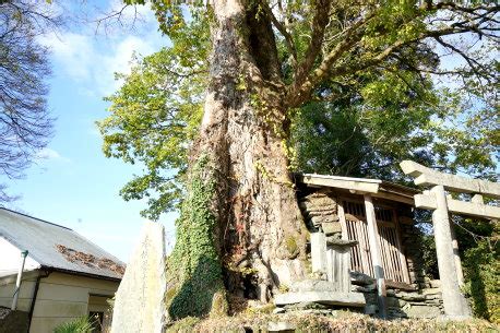 大久保庵のムクノキ No1 巨樹樹の国日本