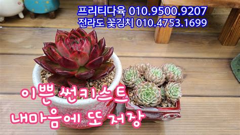 2411썬키스트 빨간 사과처럼 빨간 색감이 참 ~고와요 이뻐~~ Youtube