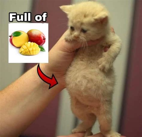 Pin By Yeni On Gatitos Cat Memes Funny Cute Cats Cats