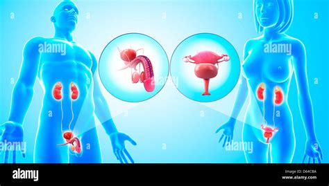 Urinary And Reproductive Systems Artwork Stock Photo Alamy