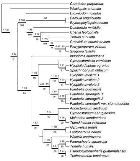 The Consensus Tree From Maximum Parsimony Analysis Of A Combined