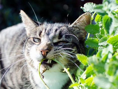 Is Catnip Good For Cats The Best 3 Catnip Products For Your Cat The Is Catnip Good For Cats The Best 3 Catnip Products For Your Cat The