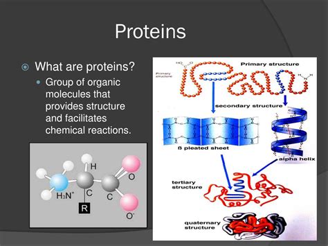 Ppt Biomolecules Discussion Powerpoint Presentation Free Download