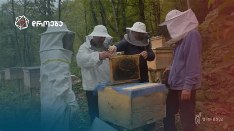 მეგრული ფუტკარი ახალი ასპარეზი Youtube