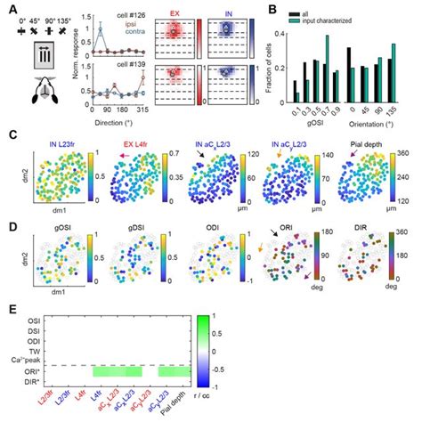 Relation Between Visual Response Properties And Input Map Features A