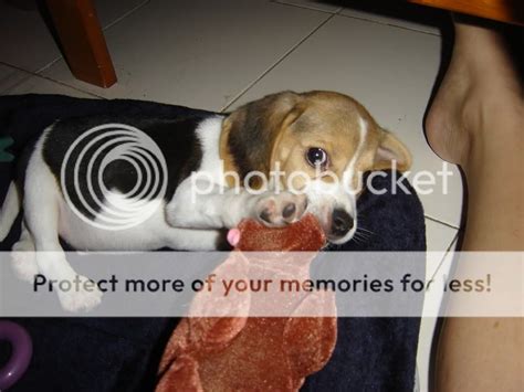 Pees On Pad Poops On Floor Puppy Forum And Dog Forums